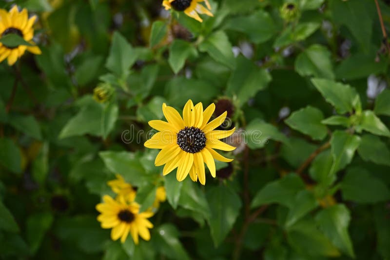 Black-eyed Daisy Growing in the Garden Stock Photo - Image of petals ...