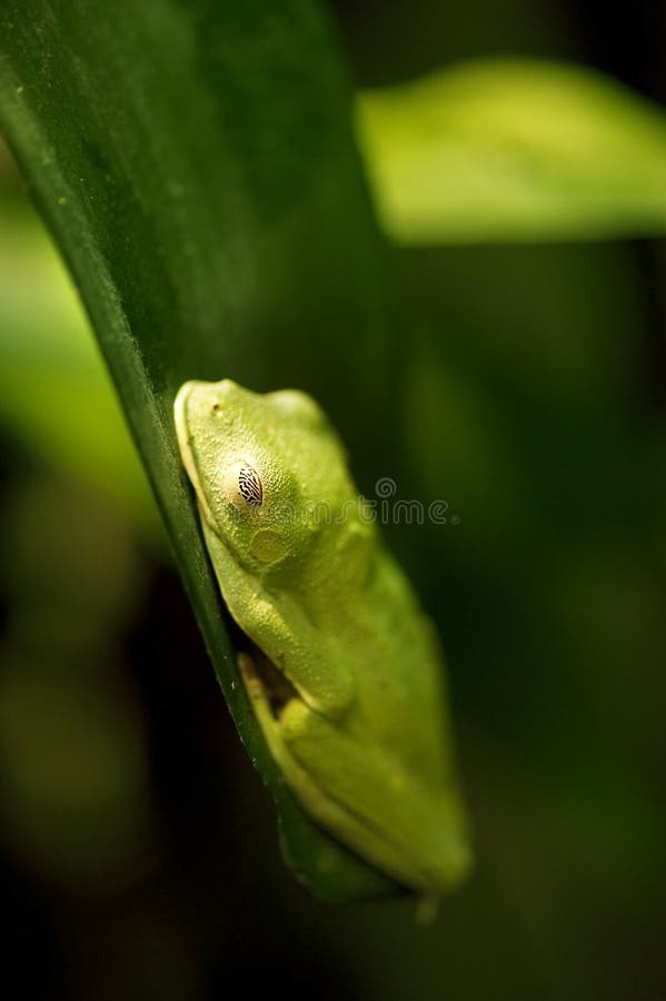Black Eyed Leaf Frog (Agalychnis Moreletii) Stock Image - Image of ...