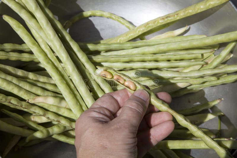 Black Eyed Peas in Shell in Aluminum Pot Stock Image - Image of edible ...