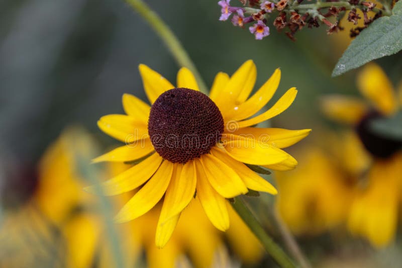 Black-eyed Susan Bloom Blooming in the Back Garden Stock Photo - Image ...