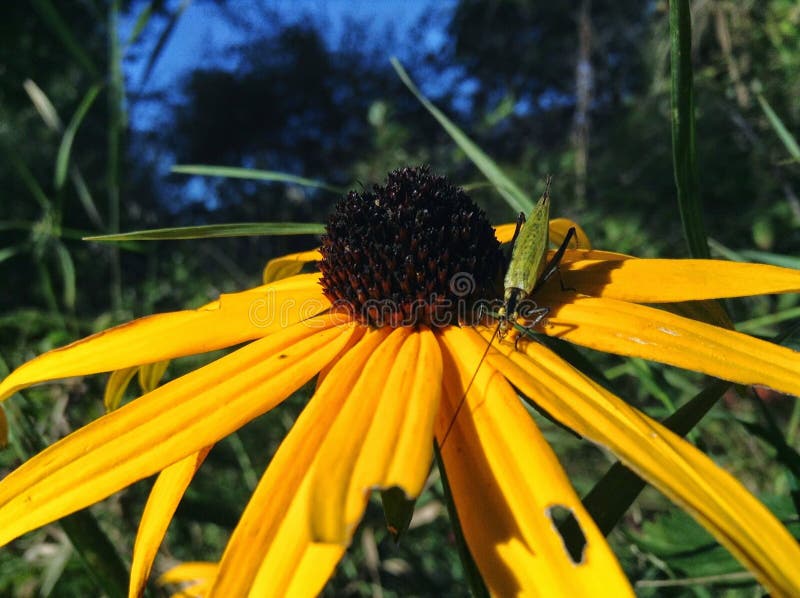 483 Bug Perspective Photos - Free & Royalty-Free Stock Photos from ...