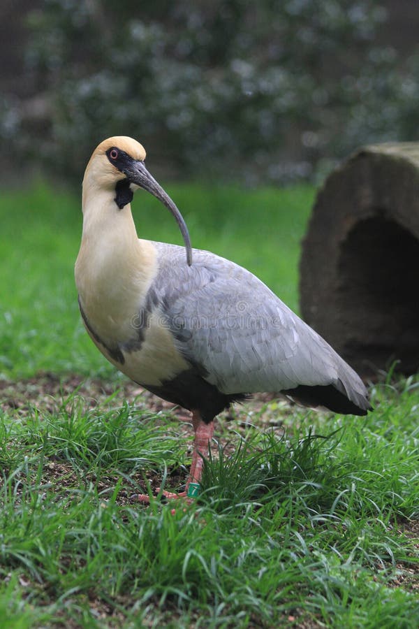 Black face ibis stock photo. Image of grassland, animal - 364390314