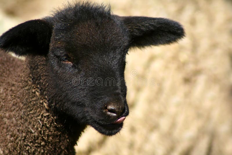 Black Face Lamb 2 stock image. Image of suffolk, face - 4836659