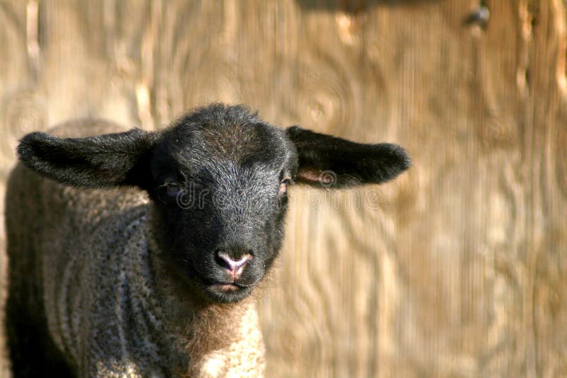 Black Face Lamb 3 stock photo. Image of face, baby, young - 8510756