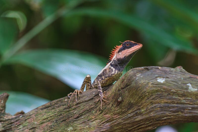 Black Face Lizard, Tree Lizard on Tree Stock Image - Image of tropical ...