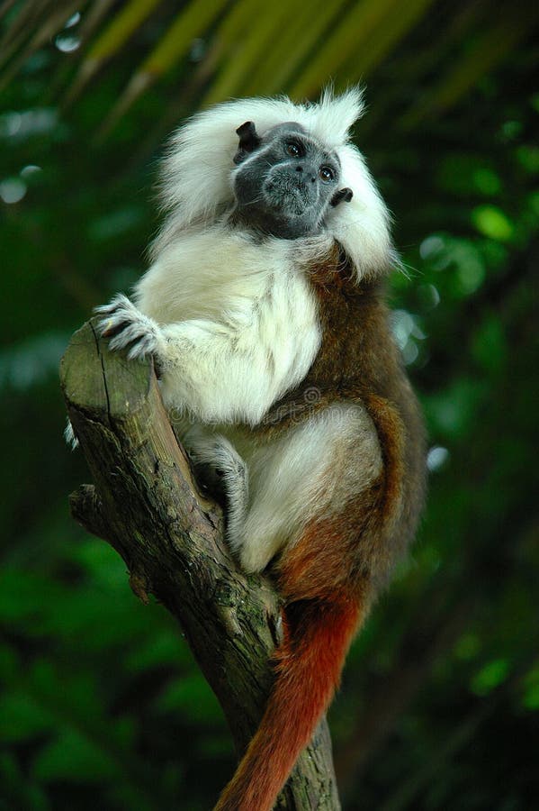 Black face monkey stock image. Image of food, white, searching - 15705911