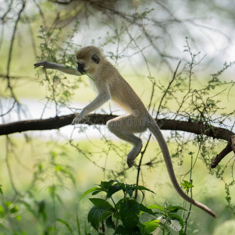Black Face Monkey Jumping between Branches Stock Image - Image of ...