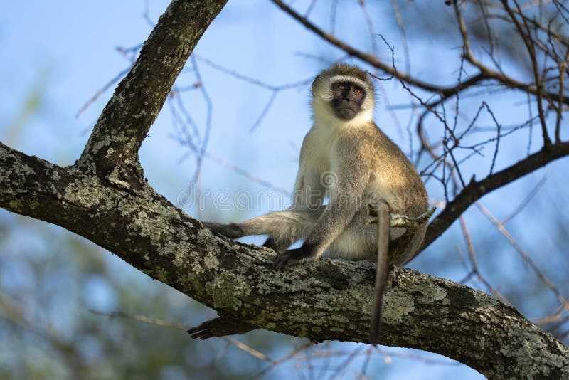 Black Face Monkey at Sunset in a Tree Stock Image - Image of guides ...