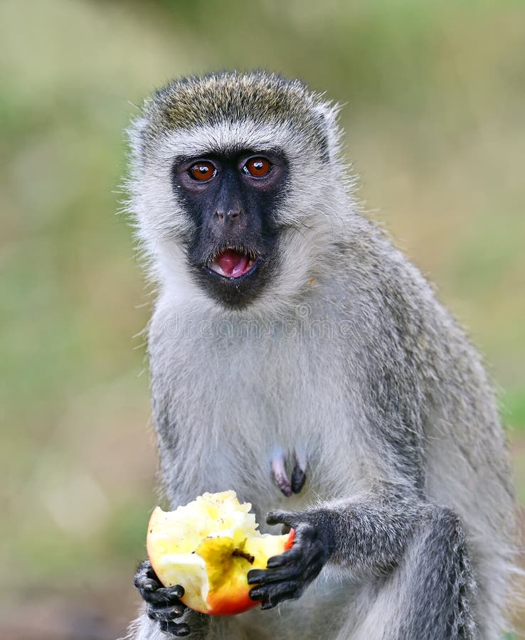 Black face monkey stock photo. Image of planet, wilderness - 62564280