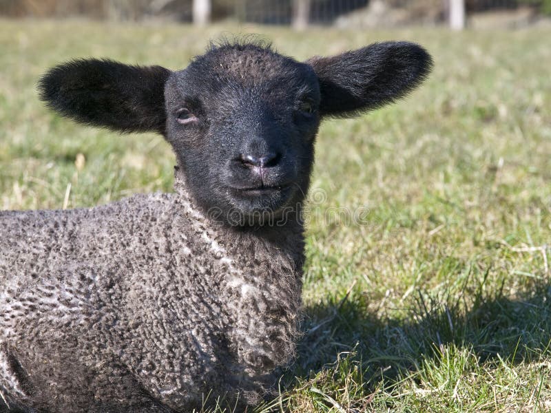 Black Faced Baby Lamb stock image. Image of black, livestock - 19004537