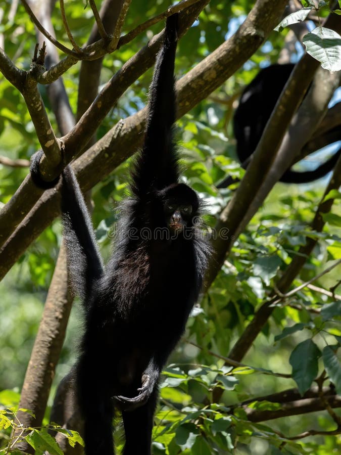 Black-faced Black Spider Monkey Stock Photo - Image of america, nature ...