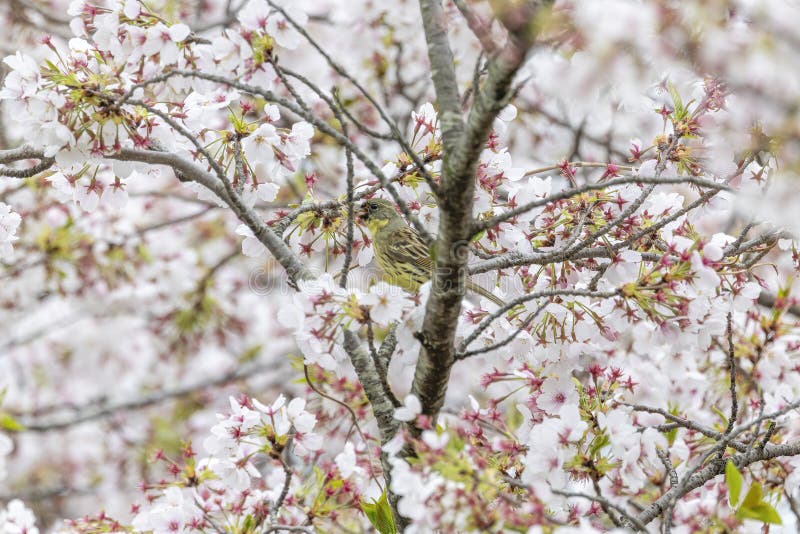 Black-faced Bunting on a Branch of Cherry Tree Stock Photo - Image of ...