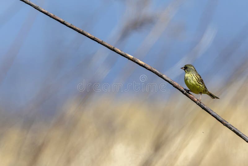 Black-faced Bunting on a Branch of Tree Stock Image - Image of ...