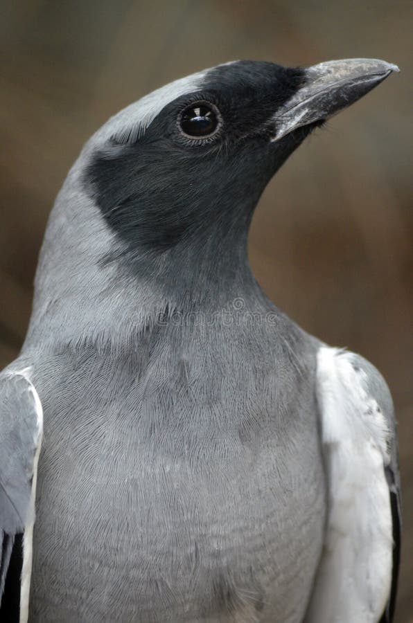 Black faced cuckoo shrike stock photo. Image of wings - 22280638