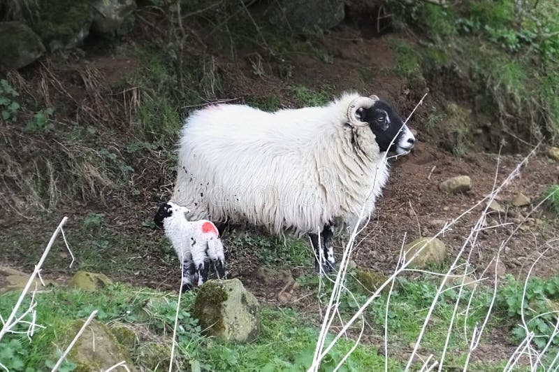 Black Faced Ewe and New Born Lamb Sheep in a Field Stock Image - Image ...
