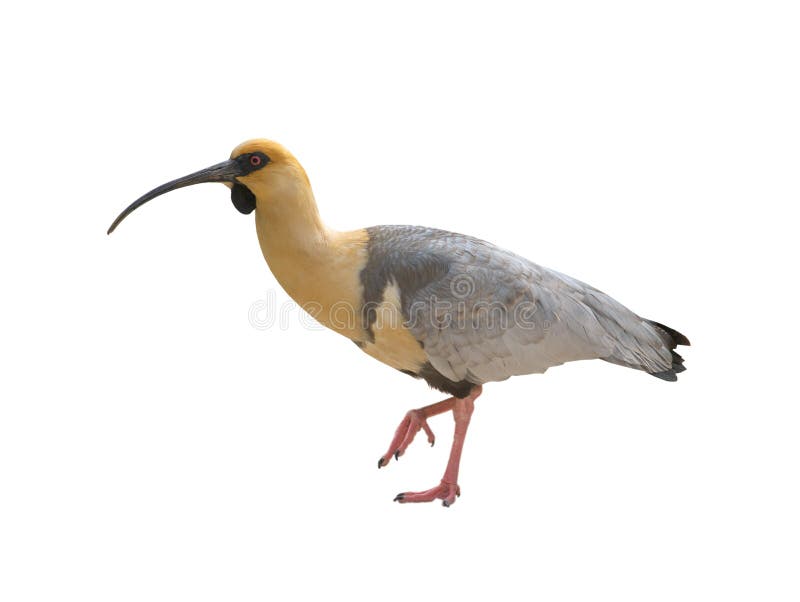 Black-faced Ibis Isolated on White Background Stock Photo - Image of ...