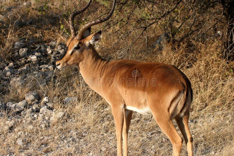 Black Faced Impala stock photo. Image of ears, savannah - 675436