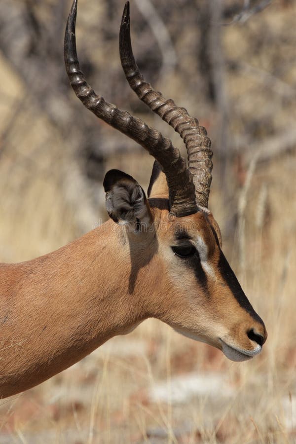 Black-faced Impala stock image. Image of ungulate, close - 7150683