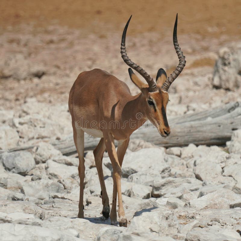 Impala in Etosha National Park Stock Photo - Image of animal, portrait ...