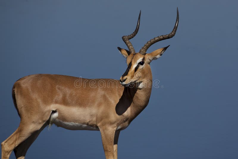 Male Impala Top View