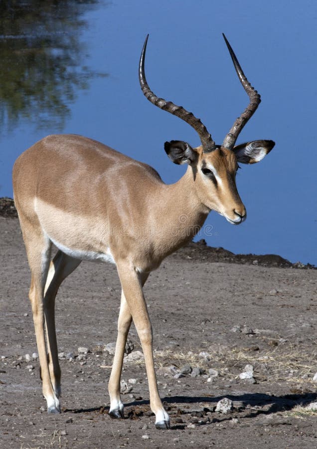 Black Faced Impala - Namibia Stock Image - Image of tourism, travel ...