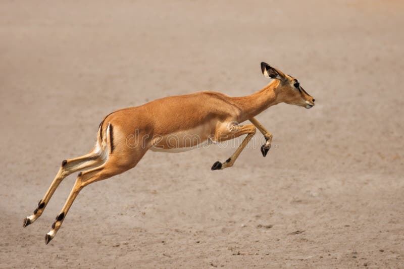 Black-faced impala running stock photo. Image of movement - 12501592