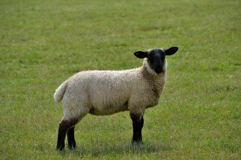 Black faced lamb stock image. Image of cute, pasture - 54454295