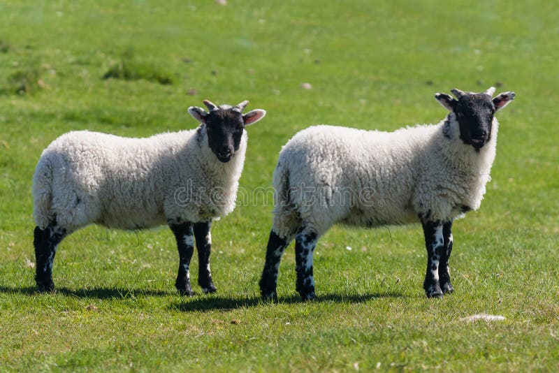 Suffolk Black Faced Sheep Stock Photos - Free & Royalty-Free Stock ...