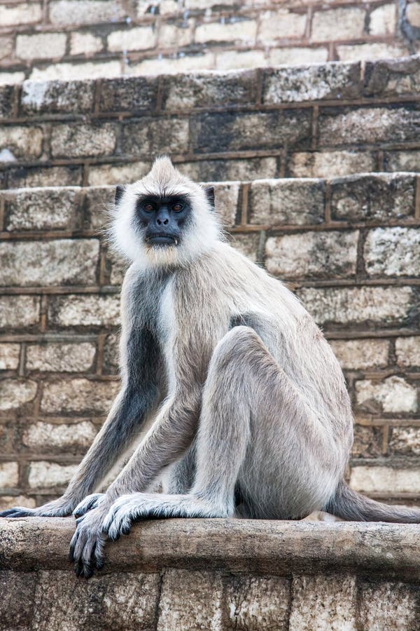 Black-faced Langur Monkey, Semnopithecus, on a Temple Wall in Sri Lanka ...