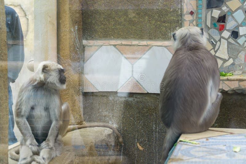 Black faced Monkey stock photo. Image of compound, outside - 92734438