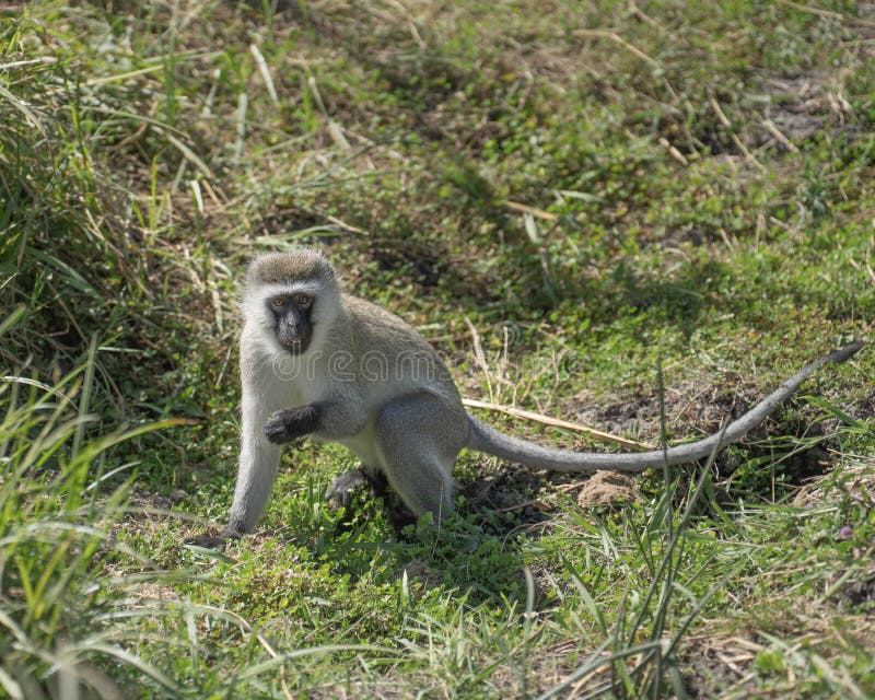 Black Faced Monkey Eating Shurbs and Looking for Bugs Stock Image ...