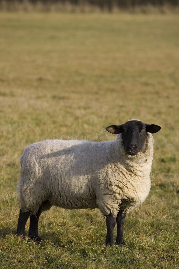 460 Black Faced Sheep Stock Photos - Free & Royalty-Free Stock Photos ...