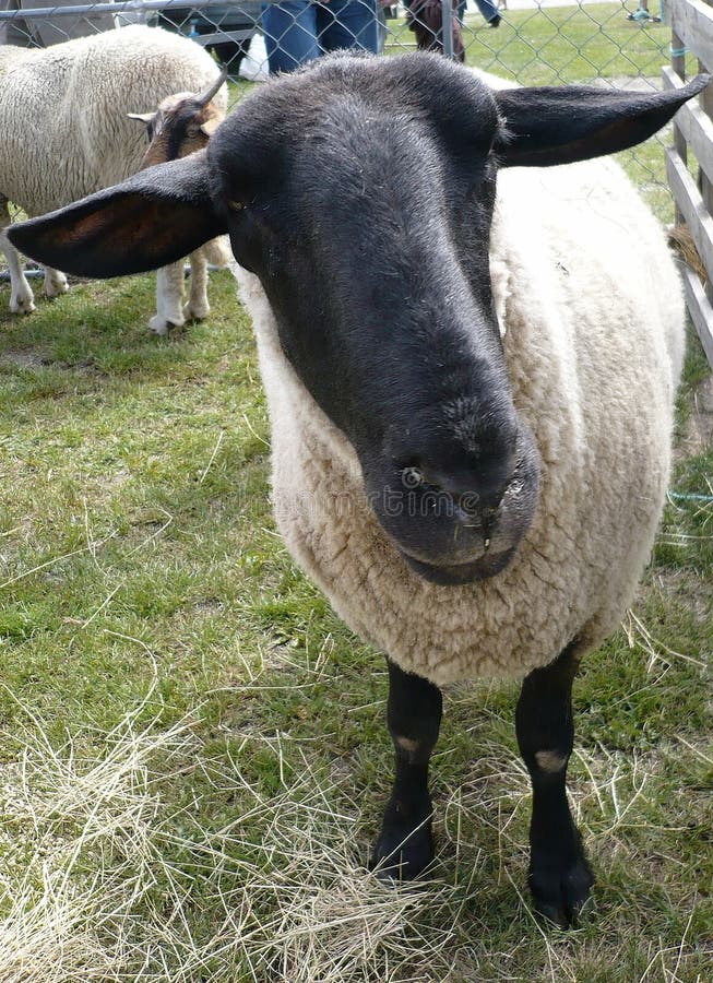 Black faced sheep close up stock image. Image of knees - 9315693