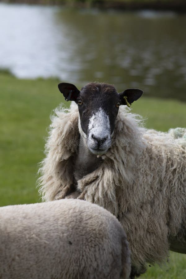 Black faced sheep close up stock image. Image of knees - 9315693
