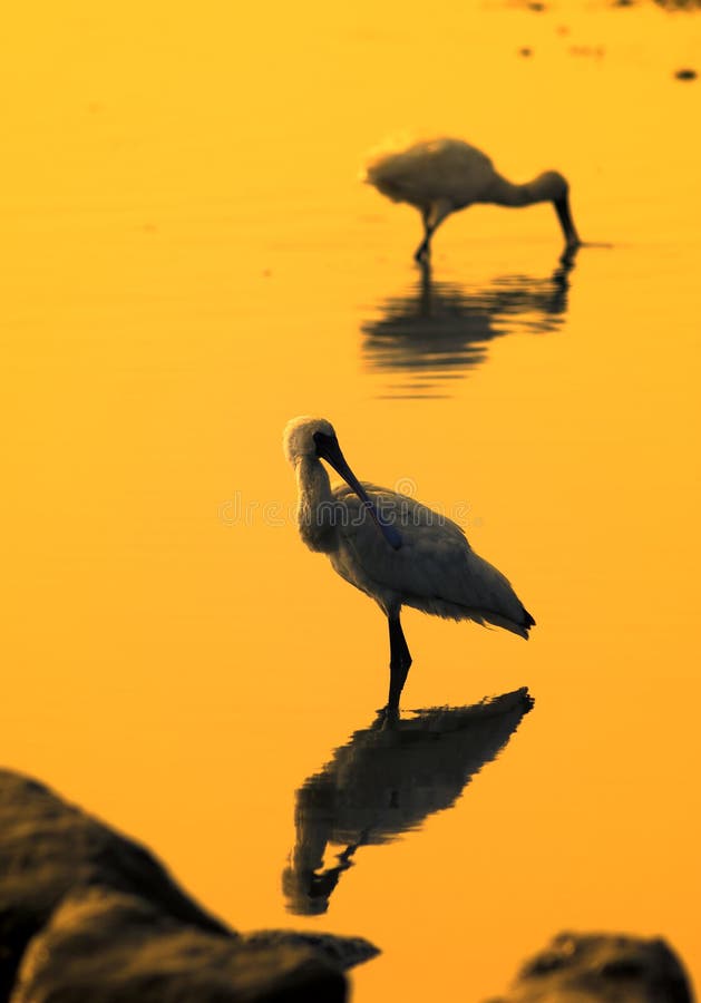Black-faced Spoonbill stock image. Image of feet, portrait - 22256407