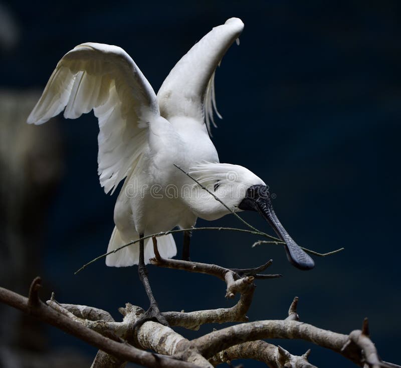 Black-faced spoonbill stock photo. Image of foraging - 177793582