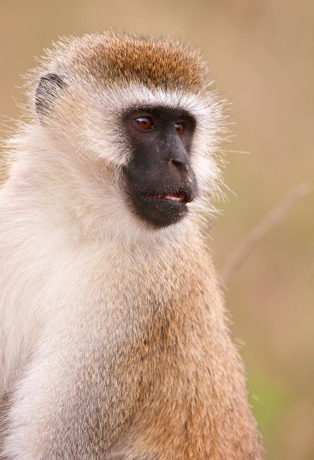 Black-faced vervet monkey stock image. Image of zoology - 14282861