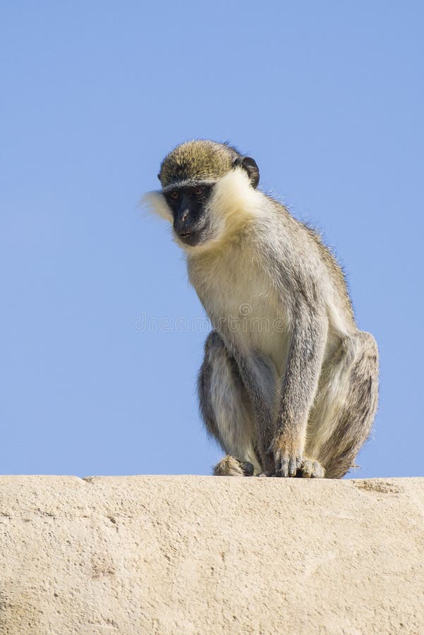 Black Faced Vervet Monkey stock photo. Image of mombasa - 38900006