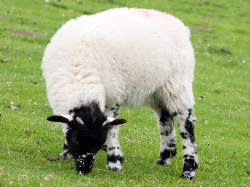 Black Faced Baby Lamb stock image. Image of young, outdoors - 19004537