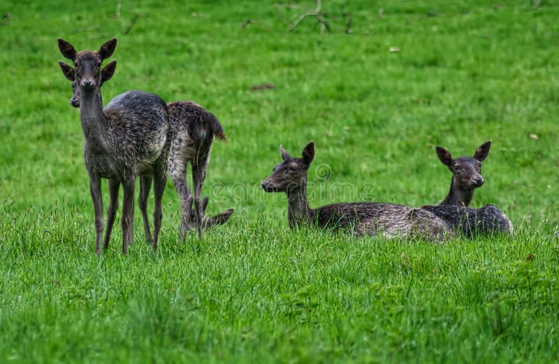 Black Fallow Deer, Small Group of Doe`s Stock Photo - Image of ...