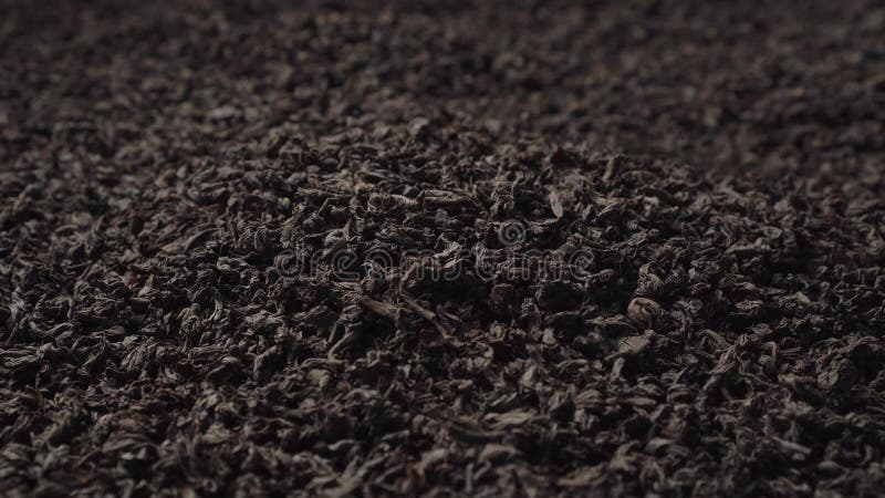 Black Fanning or Broken Loose Leaf Tea is Poured into a Pile. Close-up ...