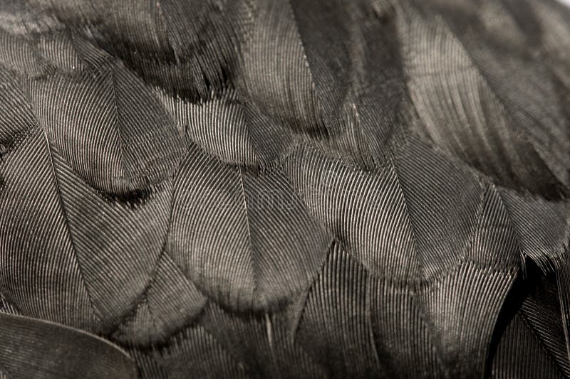 Black feather stock image. Image of crow, textured, natural - 6005325