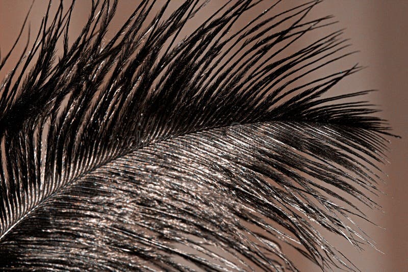 Black Feather Close Up Side View Stock Photo - Image of detail ...