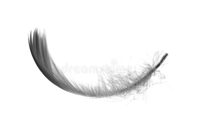 Black Feather Isolated on White Background. Feather Falling. Down ...