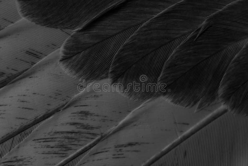 Black Feather Pigeon Macro Photo. Texture or Background Stock Image ...