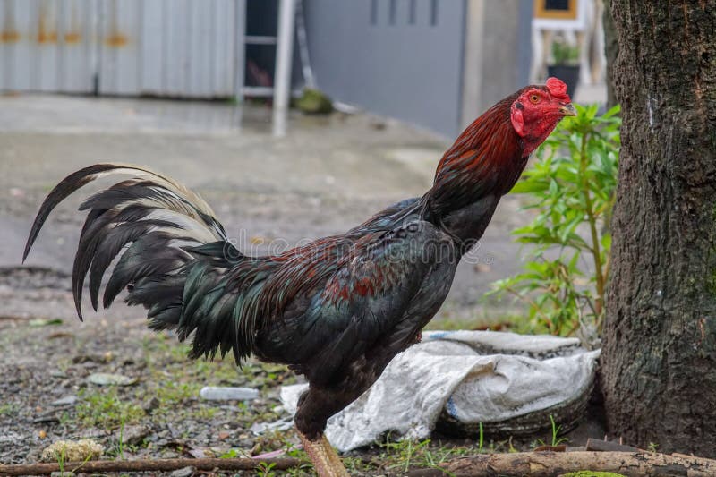 Side Shot of a Standing Rooster Stock Photo - Image of yard, falcon ...