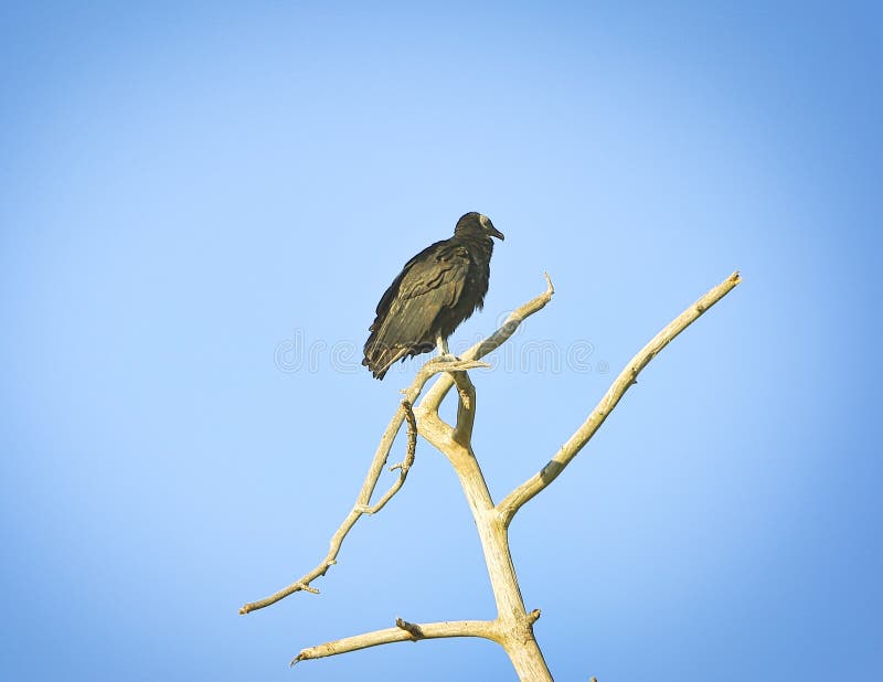 Black Hawk Bird Feathers Tree Stock Image - Image of hawk, bird: 207595839