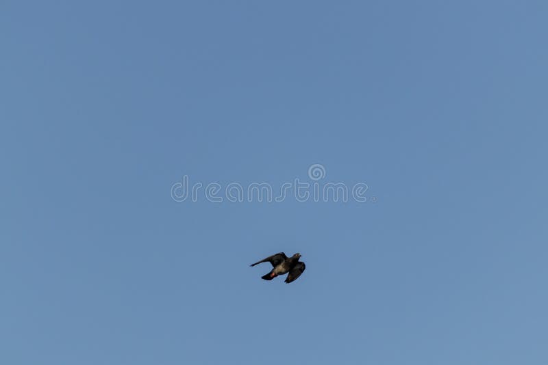 Black Feathered Hawk Flying Up High in the Blue Sky Stock Photo - Image ...