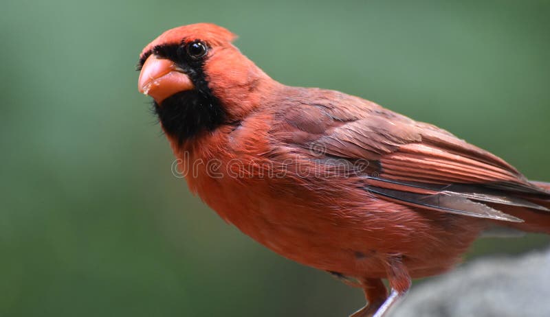 With Black Feathers Cardinal Rojo En Su Cara Imagen de archivo - Imagen ...