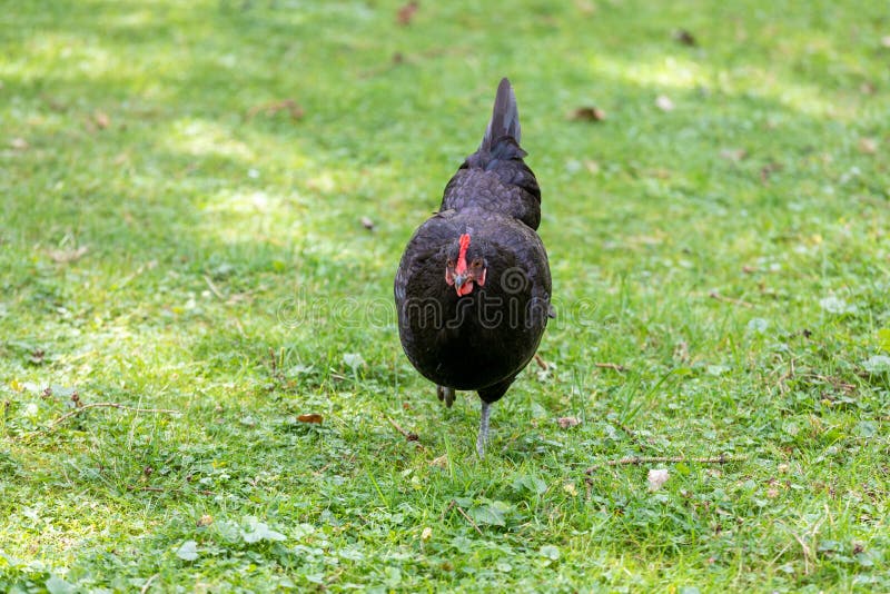 Black Feathers Chicken Hen Walking on a Green Field Stock Image - Image ...